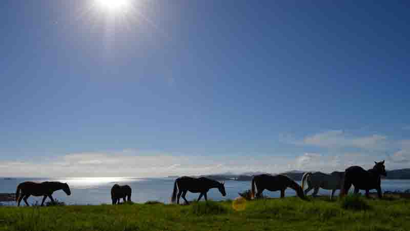 Horse Trek’n Bay of Islands - 1 Hour Bayview Scenic Horse Trek - Great ...