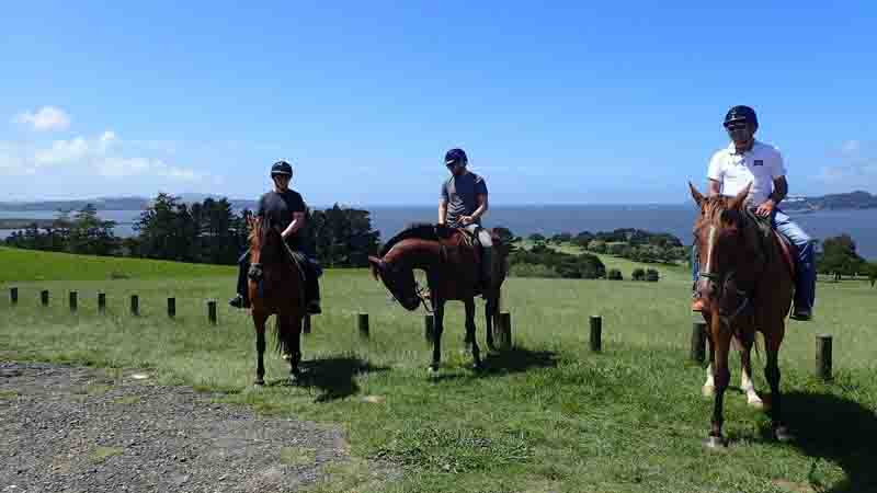 Horse Trek’n Bay of Islands - 1 Hour Bayview Scenic Horse Trek ...
