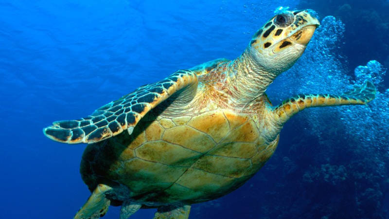 Glass Bottom Boat Turtle Discovery Cruise - Hervey Bay Eco Marine Tours ...