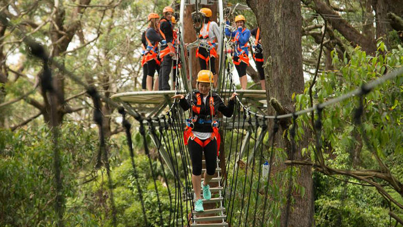 Zipline Adventure - Illawarra Fly Treetop Adventures - Epic deals and ...