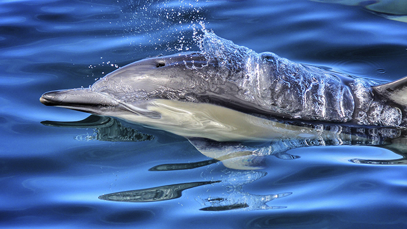 20-90% Off Activities in Tauranga, Mt Maunganui & Whakatane - Bookme