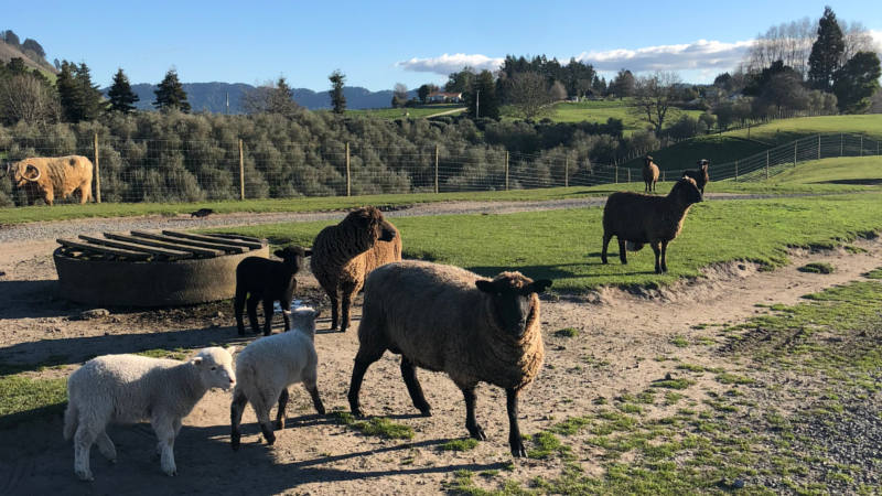 Hobbiton, Agrodome Farm Show & Farm Tour - Full Day Tour From Rotorua ...