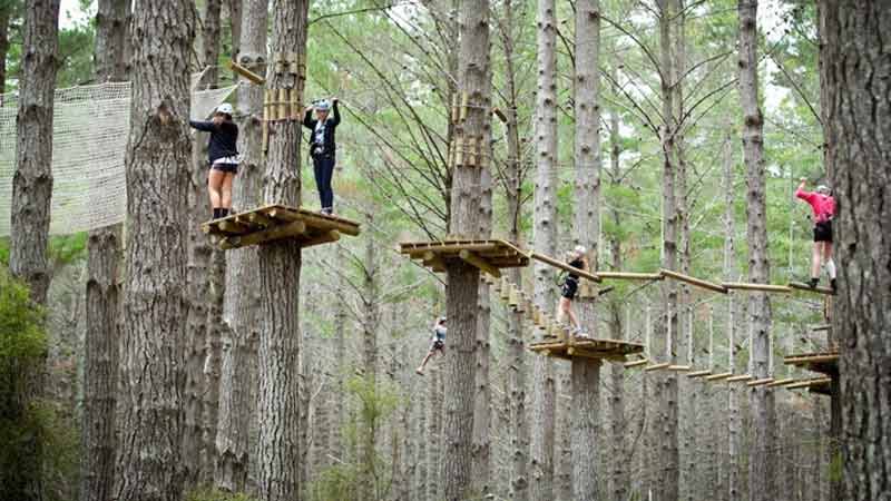 Tree Adventures - Branching Out - Courses 3-6 - Epic deals and last ...